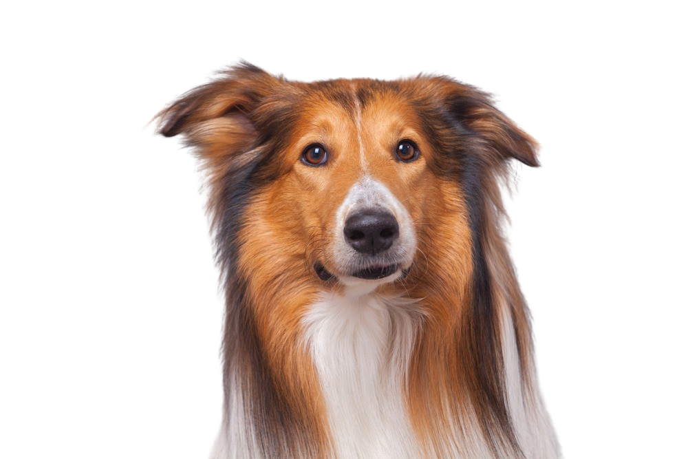 Collie: Character & Ownership - Dog Breed Pictures - dogbible