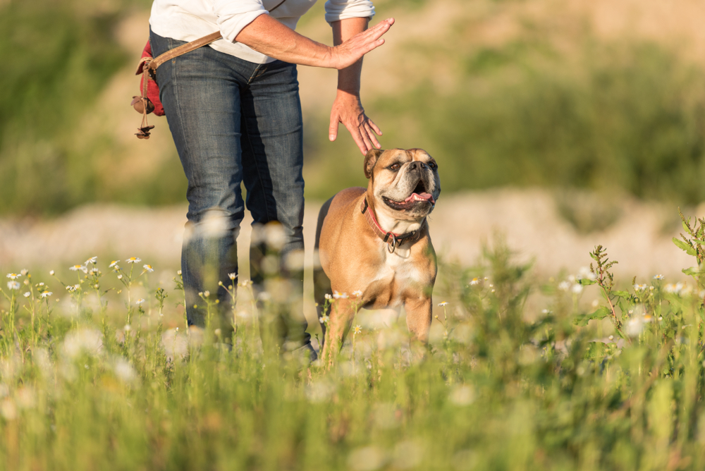 3 tips to teach the "stay" and establish it permanently as a trick ...