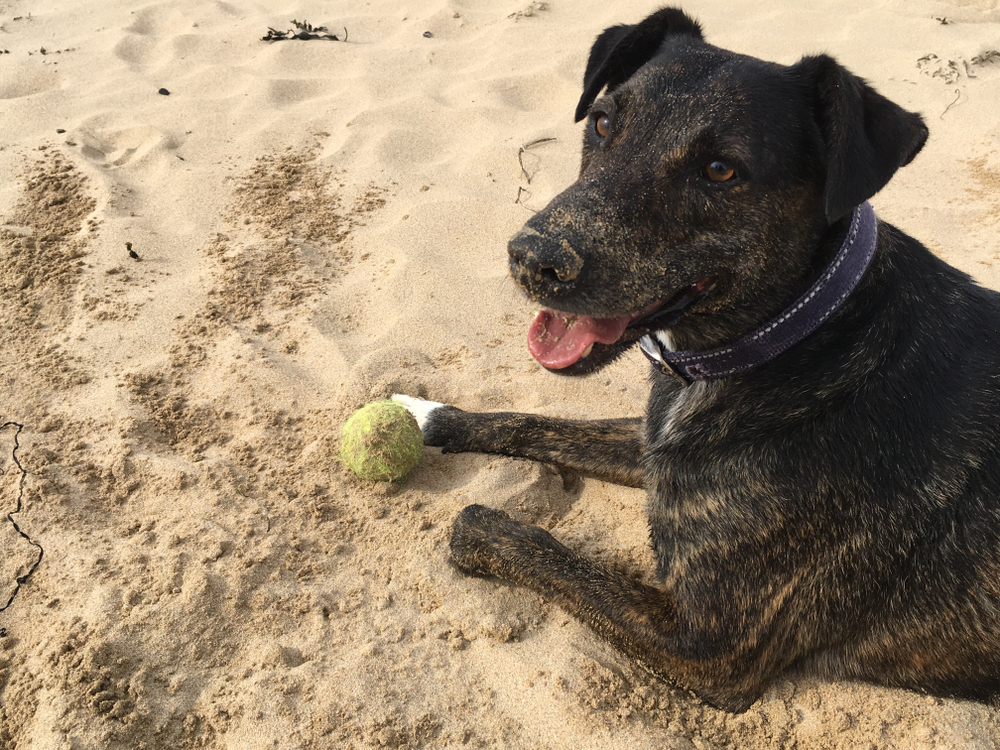 Holland trip with dog - these are the most beautiful places - dogbible