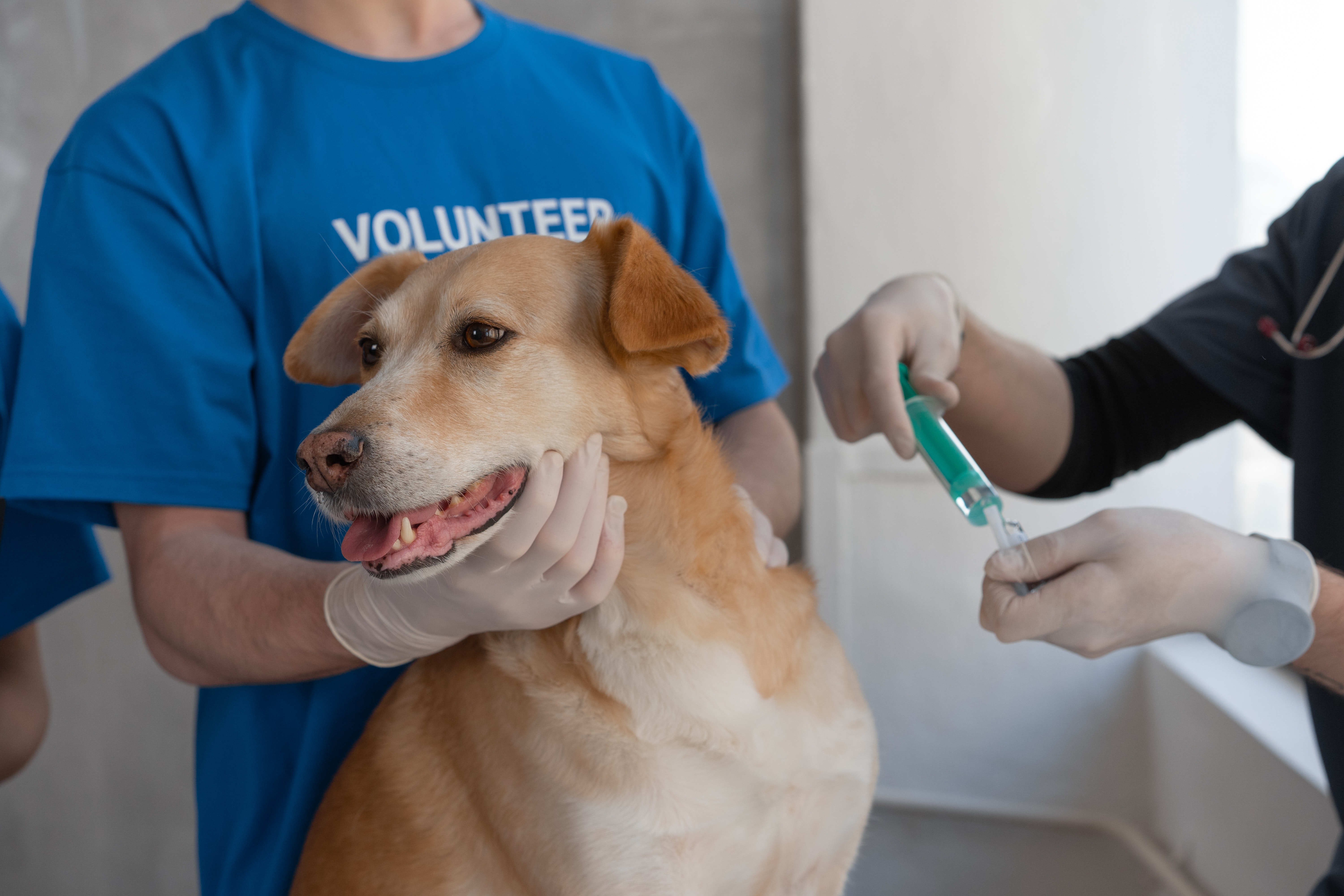 Dog chipping: Why it is important and how it works - dogbible