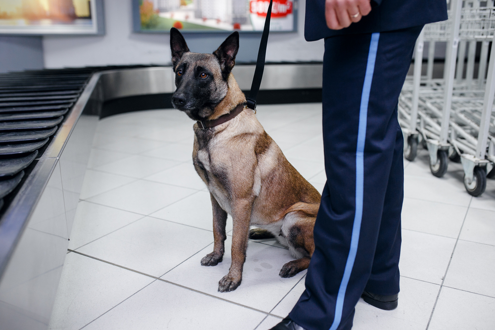 Working dogs - a description of the use of dogs in professional life ...