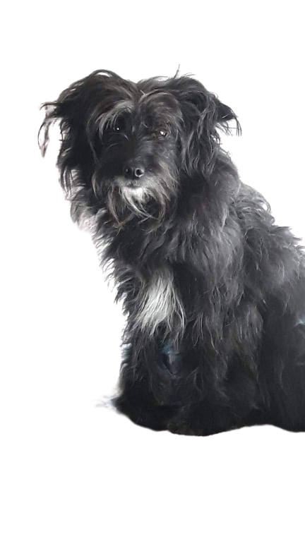 Poodelo: Character & Ownership - Dog Breed Pictures - dogbible