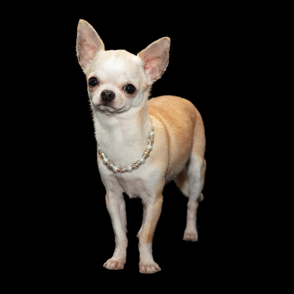 Effect of EM ceramic dog collar - Our top 8 - dogbible