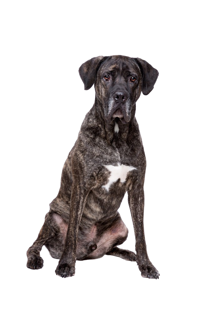 Fila Brasileiro: Character & Ownership - Dog Breed Pictures - dogbible