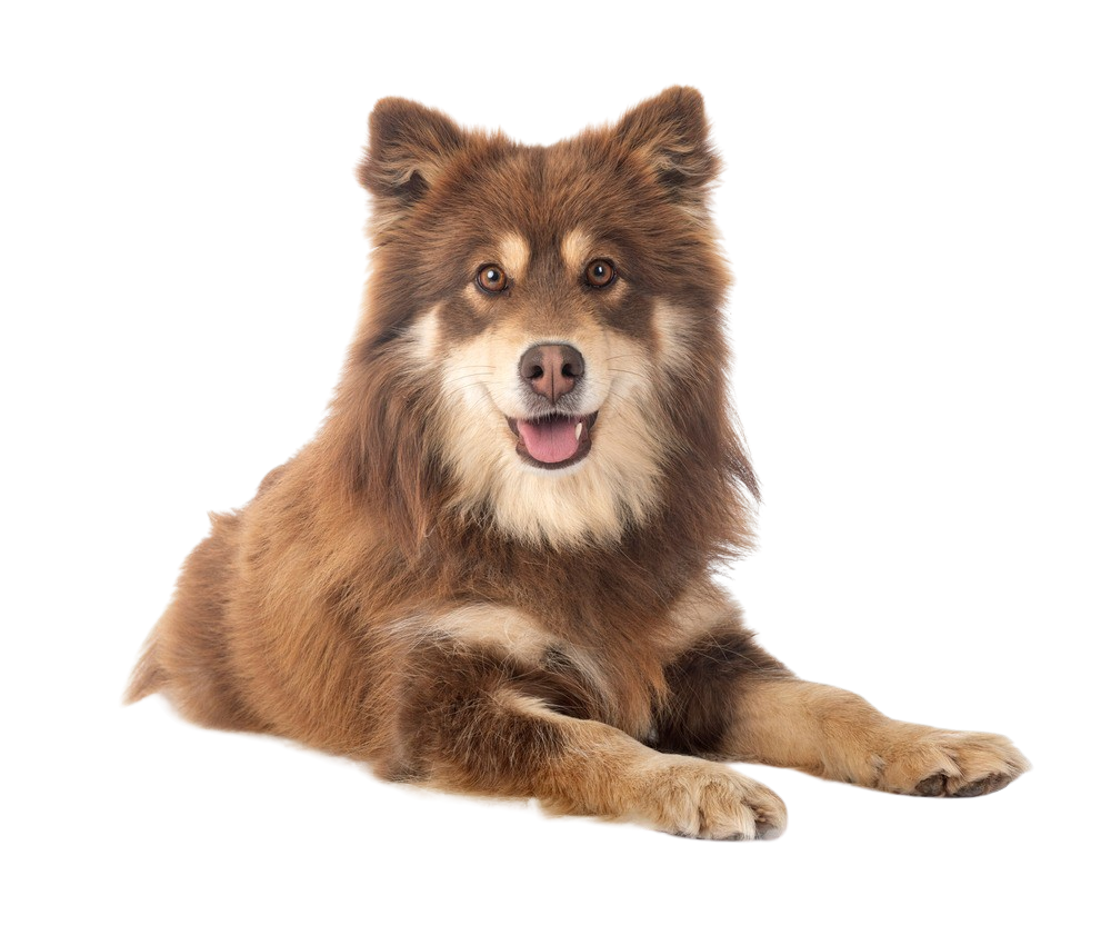 Finnish Lapponion Dog: Character & Ownership - Dog Breed Pictures ...