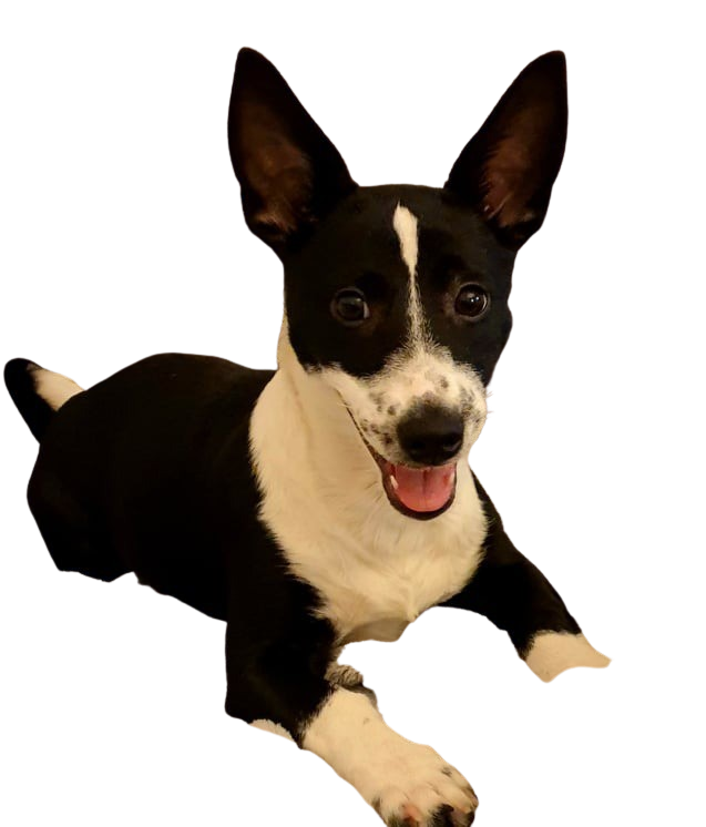 Foxy Russell: Character & Ownership - Dog Breed Pictures - dogbible