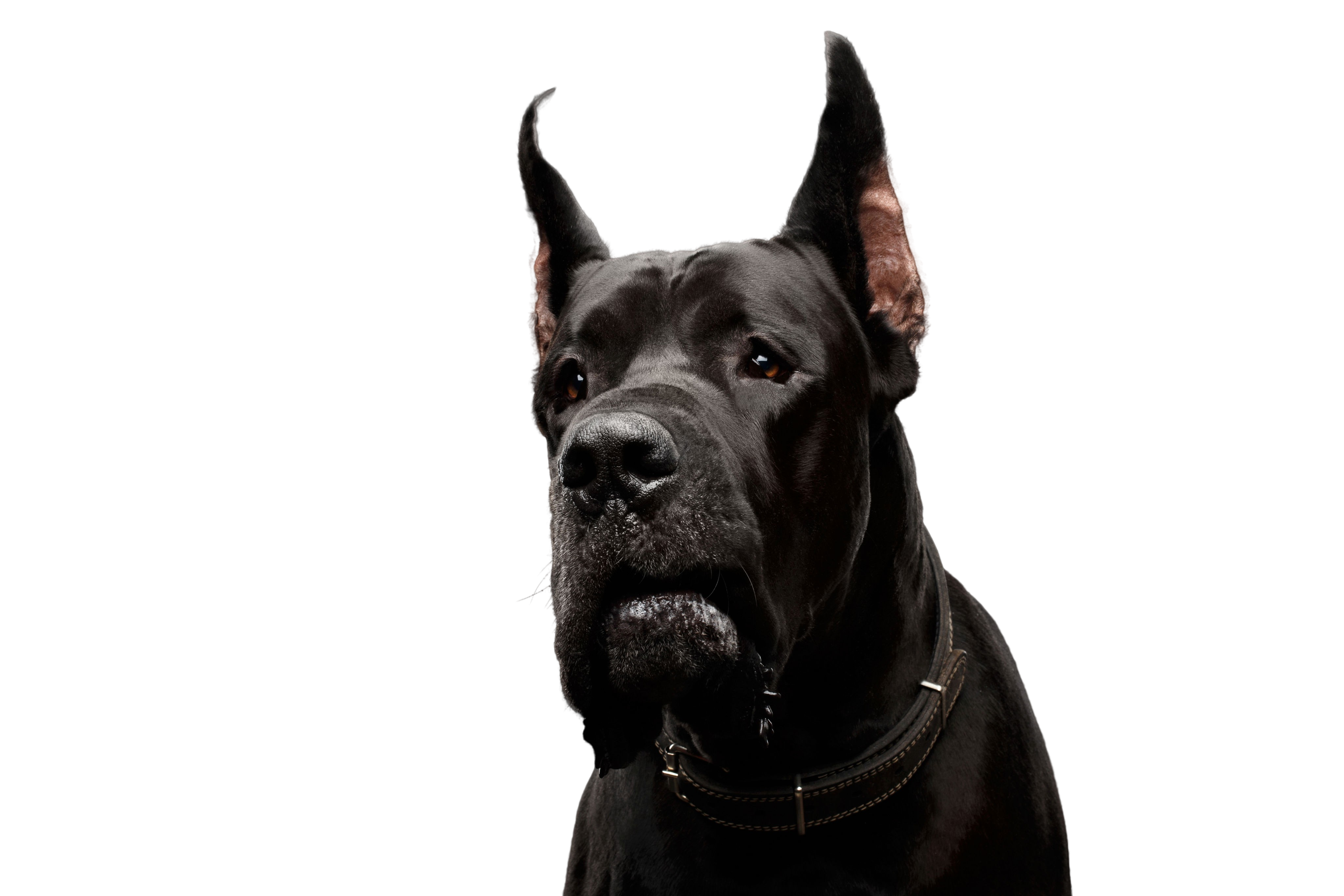 Great Dane: Character & Ownership - Dog Breed Pictures - dogbible