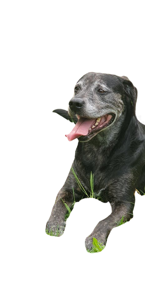 Golden Corso: Character & Ownership - Dog Breed Pictures - dogbible