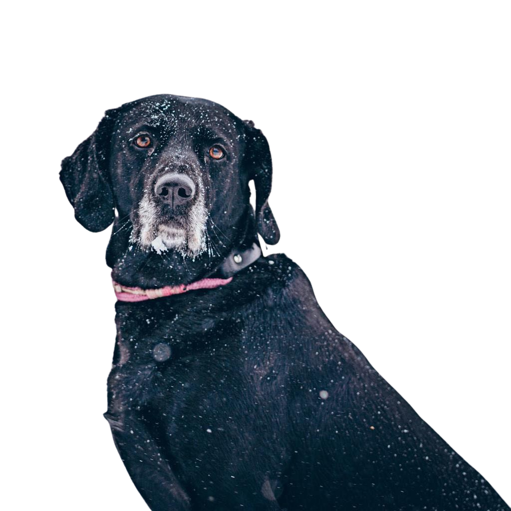 Golden Retriever-Prager Rattler Mix: Character & Ownership - Dog Breed ...