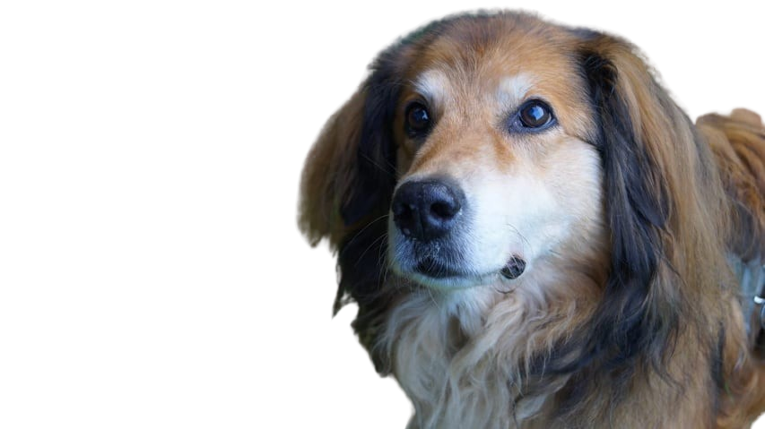 Gollie: Character & Ownership - Dog Breed Pictures - dogbible