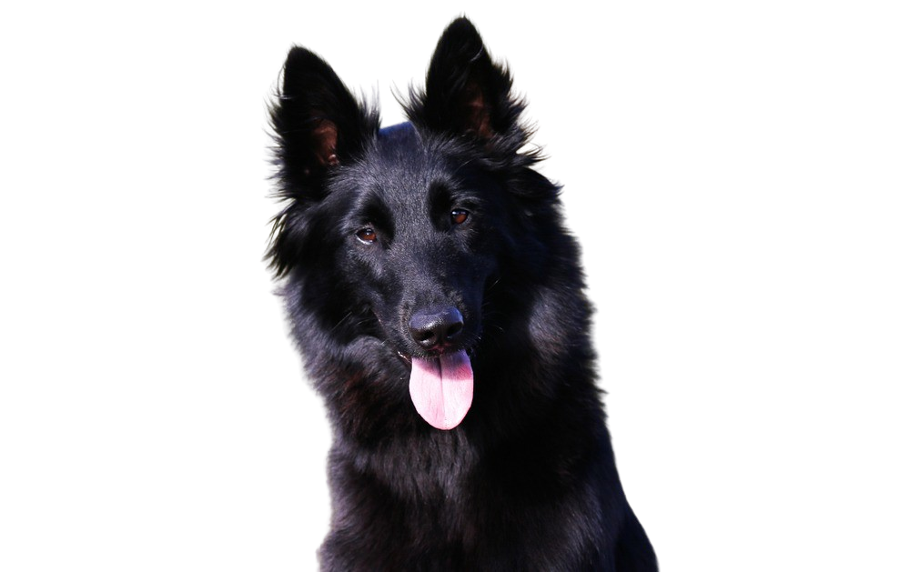 Groenendael: Character & Ownership - Dog Breed Pictures - dogbible