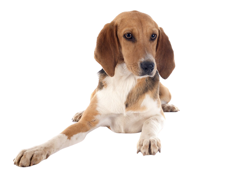 Harrier: Character & Ownership - Dog Breed Pictures - dogbible