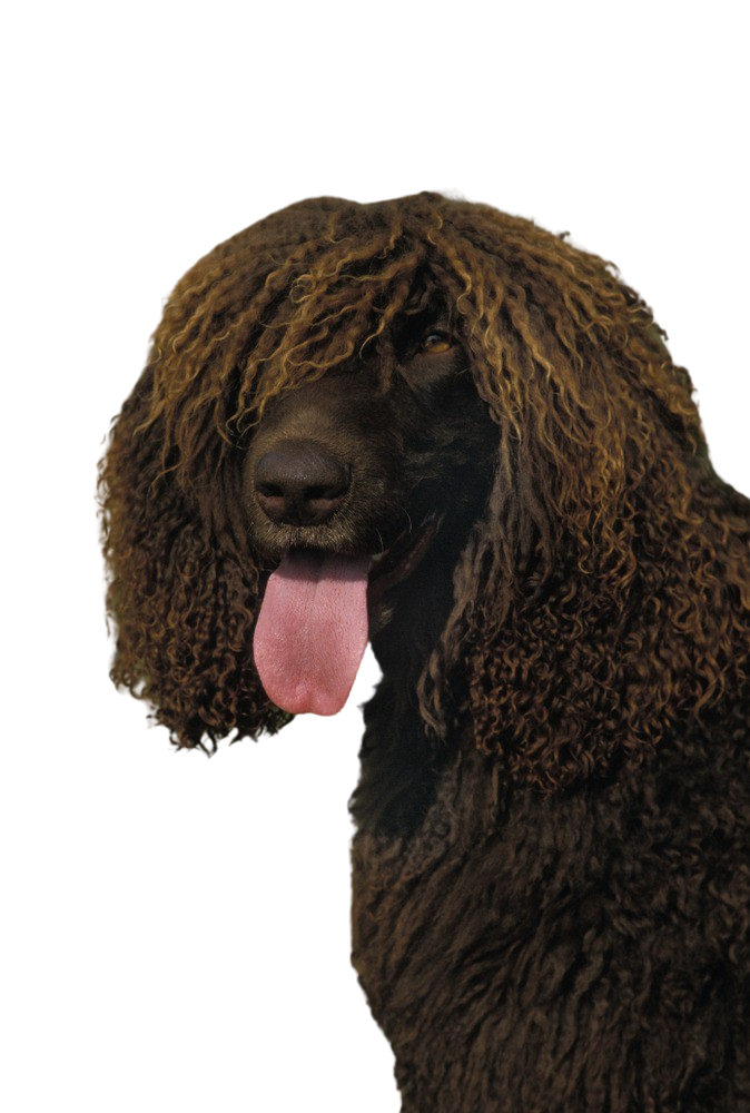 Irish Water Spaniel: Character & Ownership - Dog Breed Pictures - dogbible