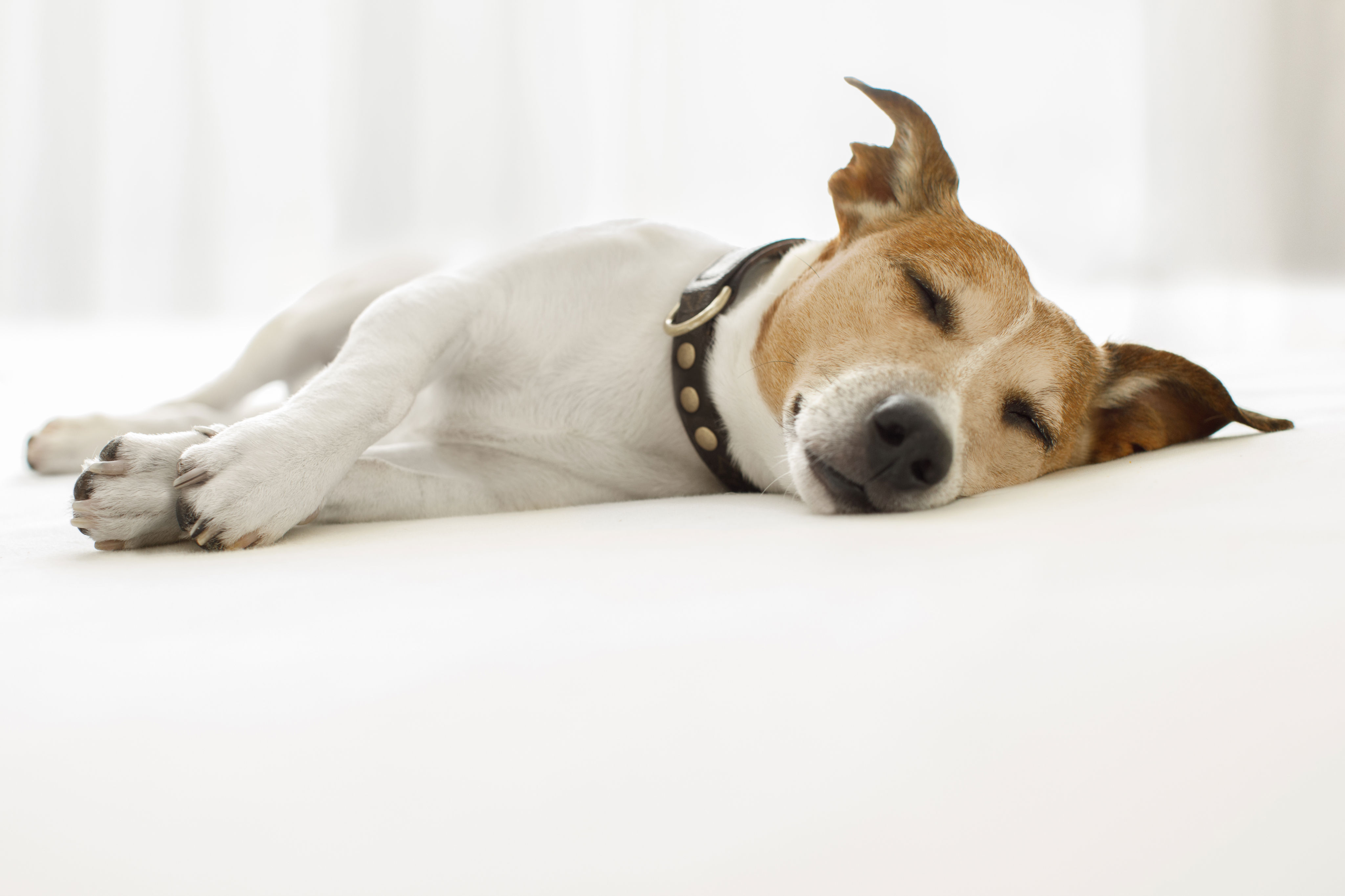3 reasons why your dog limps - dogbible