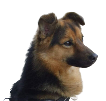 German Shepherd Keeshond: Character & Ownership - Dog Breed Pictures ...