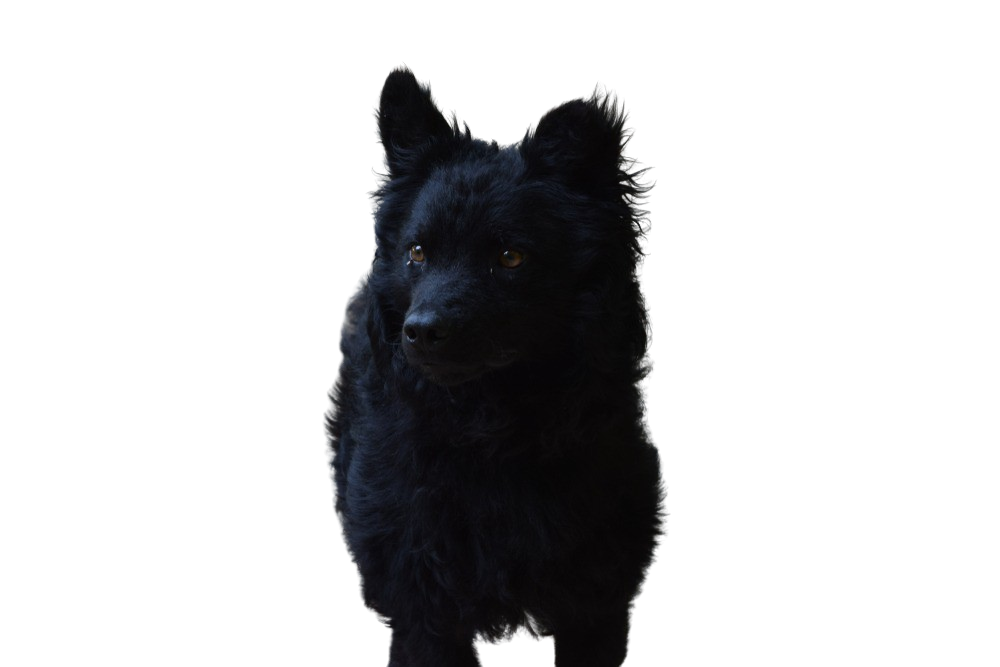 Croatian sheepdog: Character & Ownership - Dog Breed Pictures - dogbible