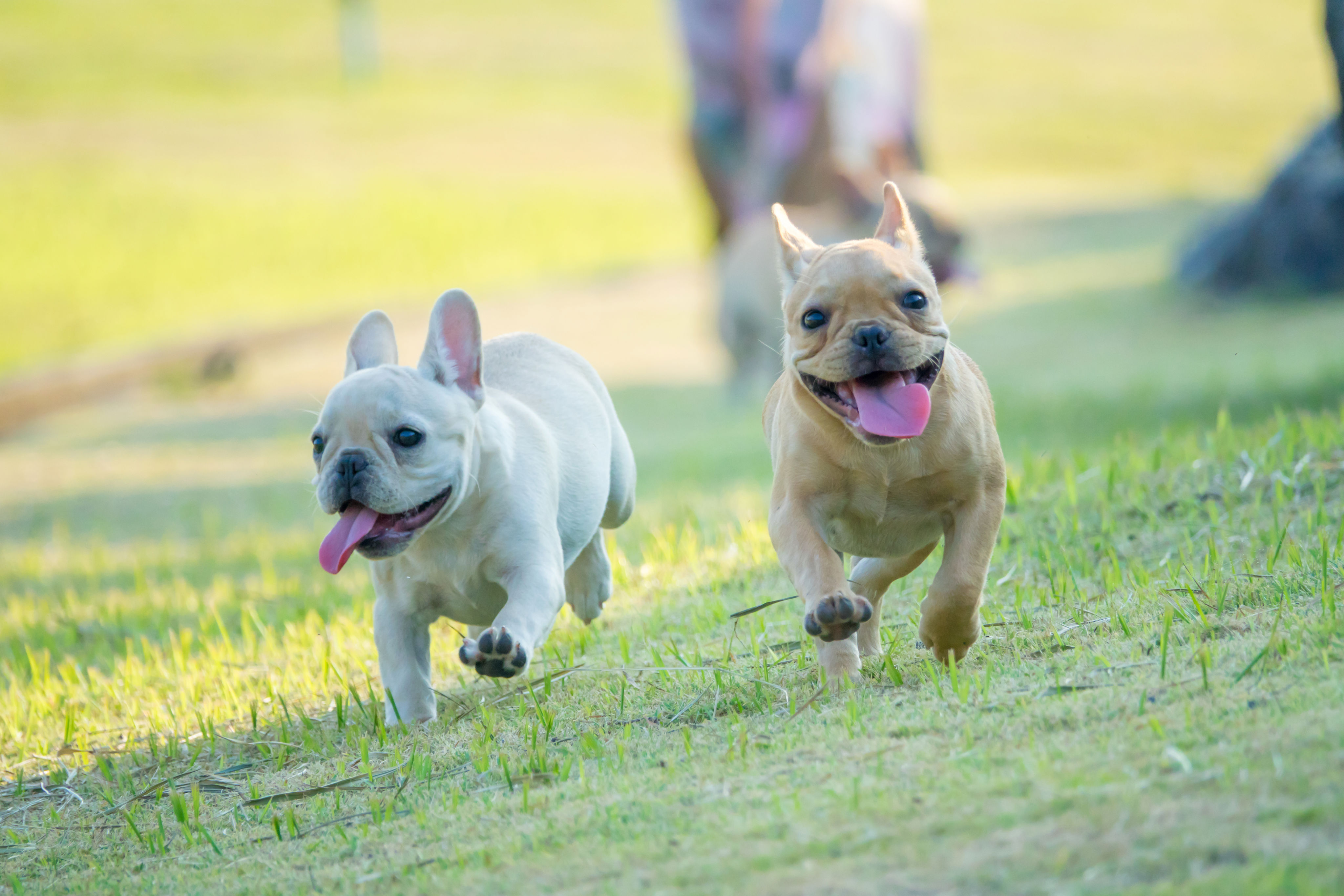 Respiratory diseases in dogs - bronchitis and co recognize and combat ...