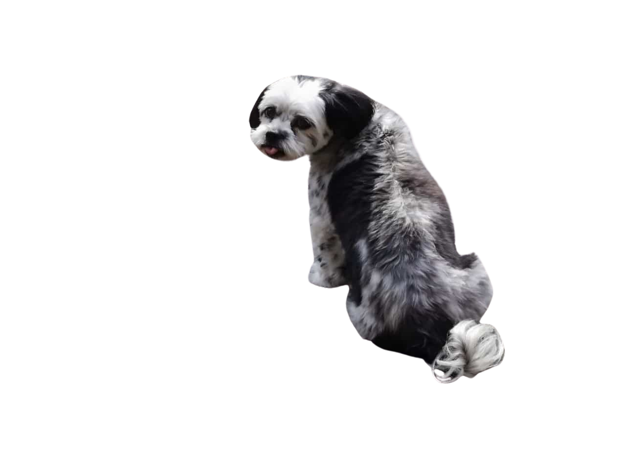 Mal-Shi: Character & Ownership - Dog Breed Pictures - dogbible