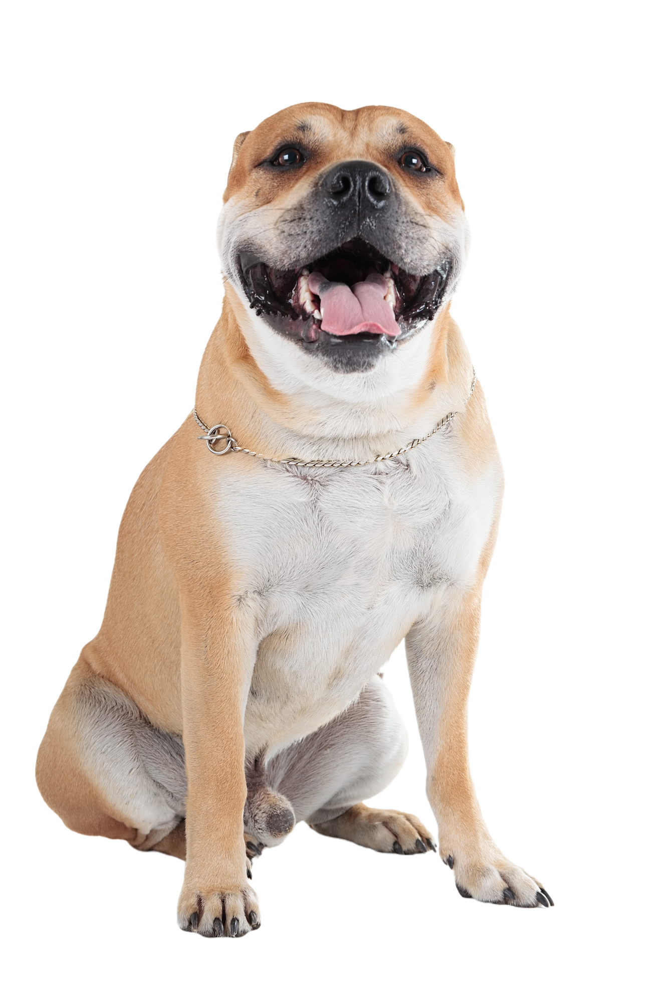 Ca de Bou: Character & Ownership - Dog Breed Pictures - dogbible