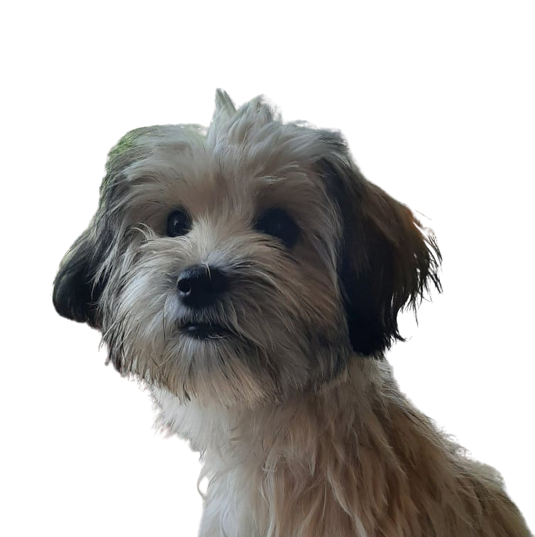 Maltese Border Terrier: Character & Ownership - Dog Breed Pictures ...