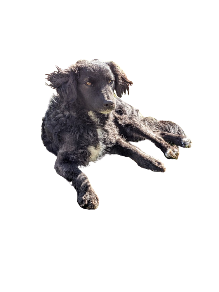 Markiesje: Character & Ownership - Dog Breed Pictures - dogbible