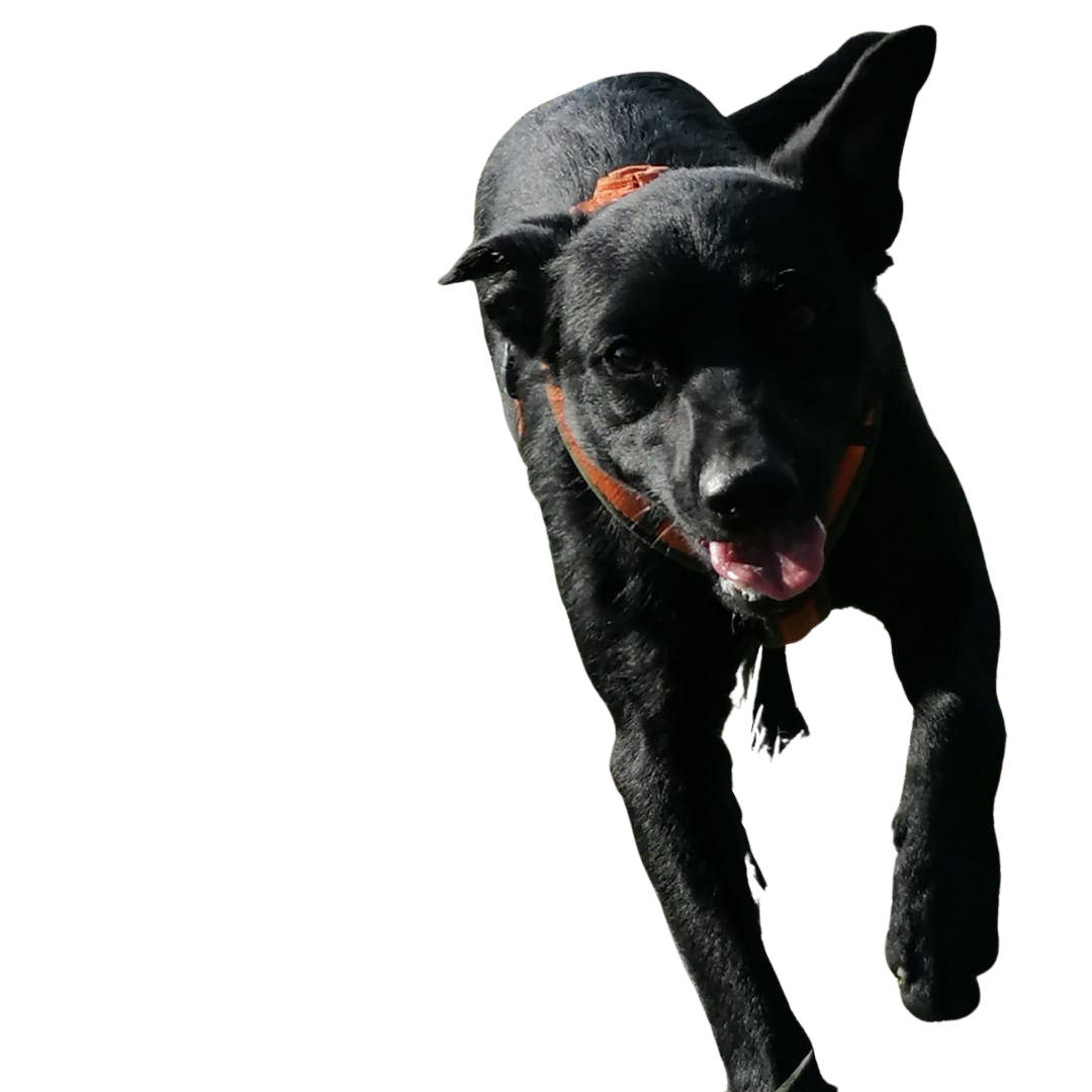 Mudi Fox Terrier: Character & Ownership - Dog Breed Pictures - dogbible