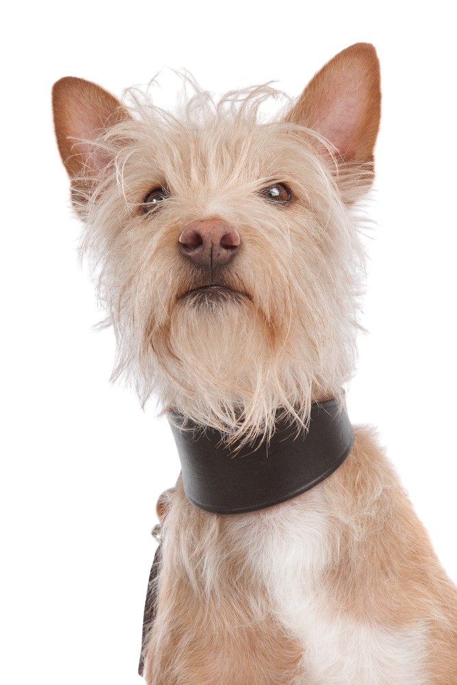 Podengo Português: Character & Ownership - Dog Breed Pictures - dogbible