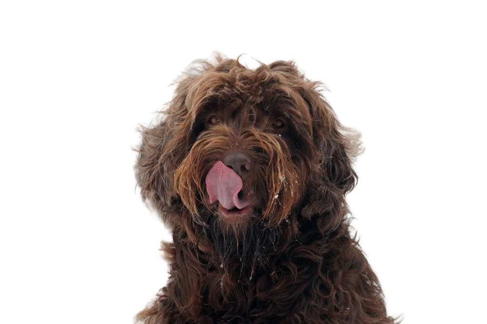 Pudelpointer: Character & Ownership - Dog Breed Pictures - dogbible