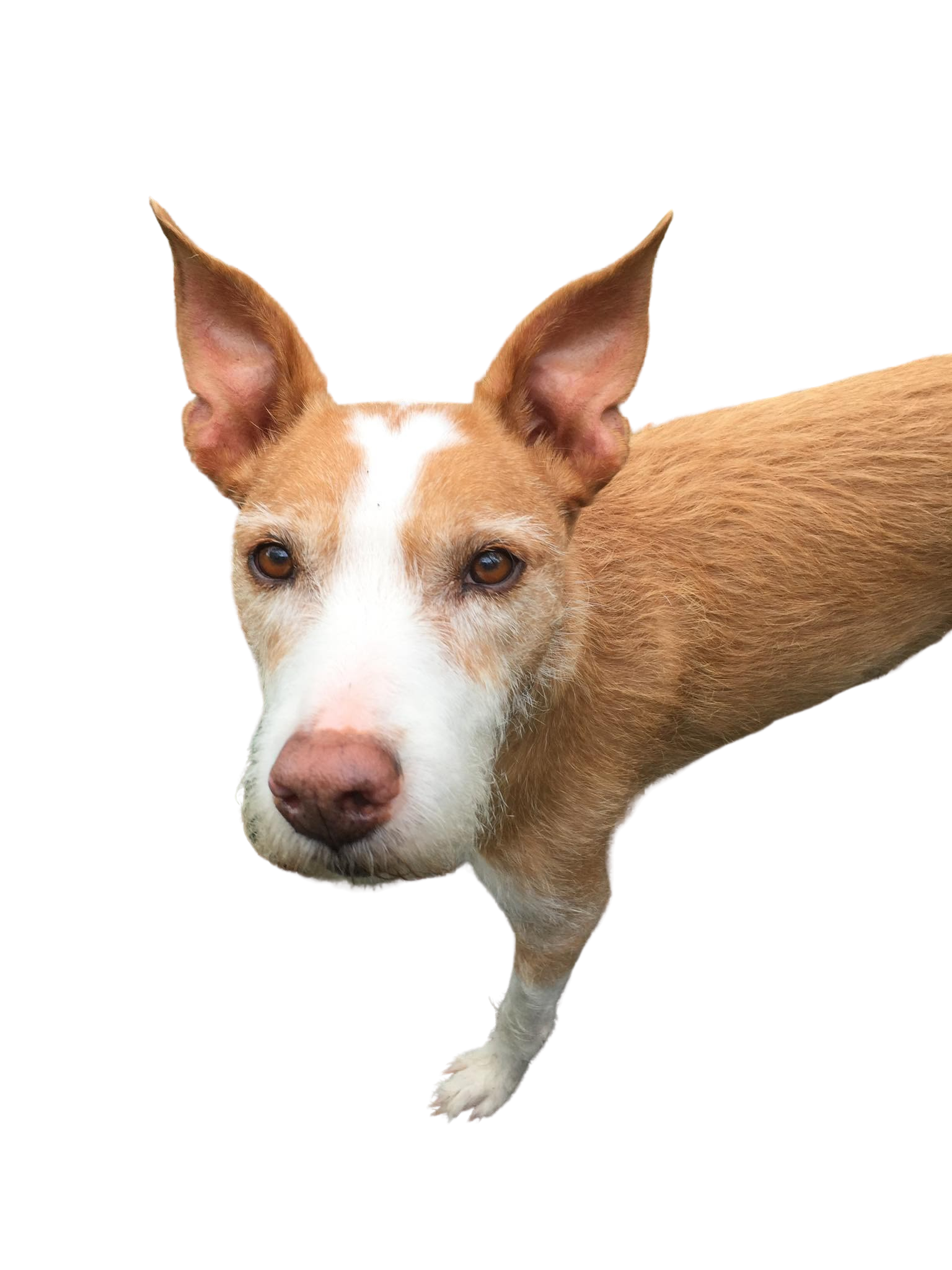 Presa Canario-Podenco Ibicenco Mix: Character & Ownership - Dog Breed ...