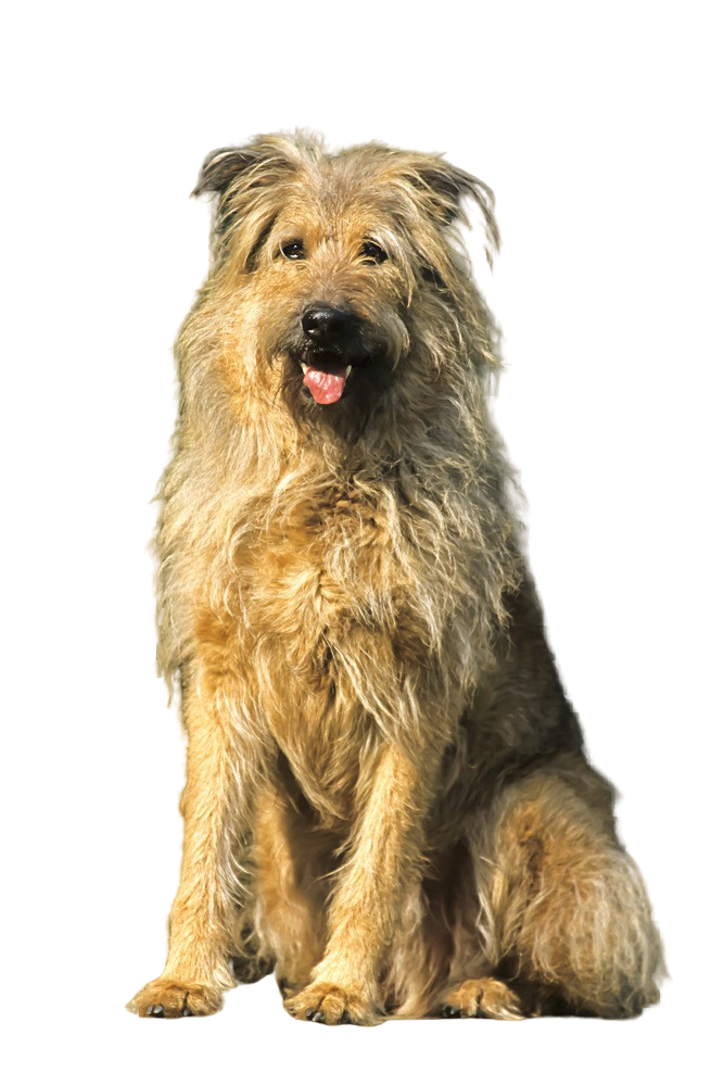 Sheep Poodle: Character & Ownership - Dog Breed Pictures - dogbible