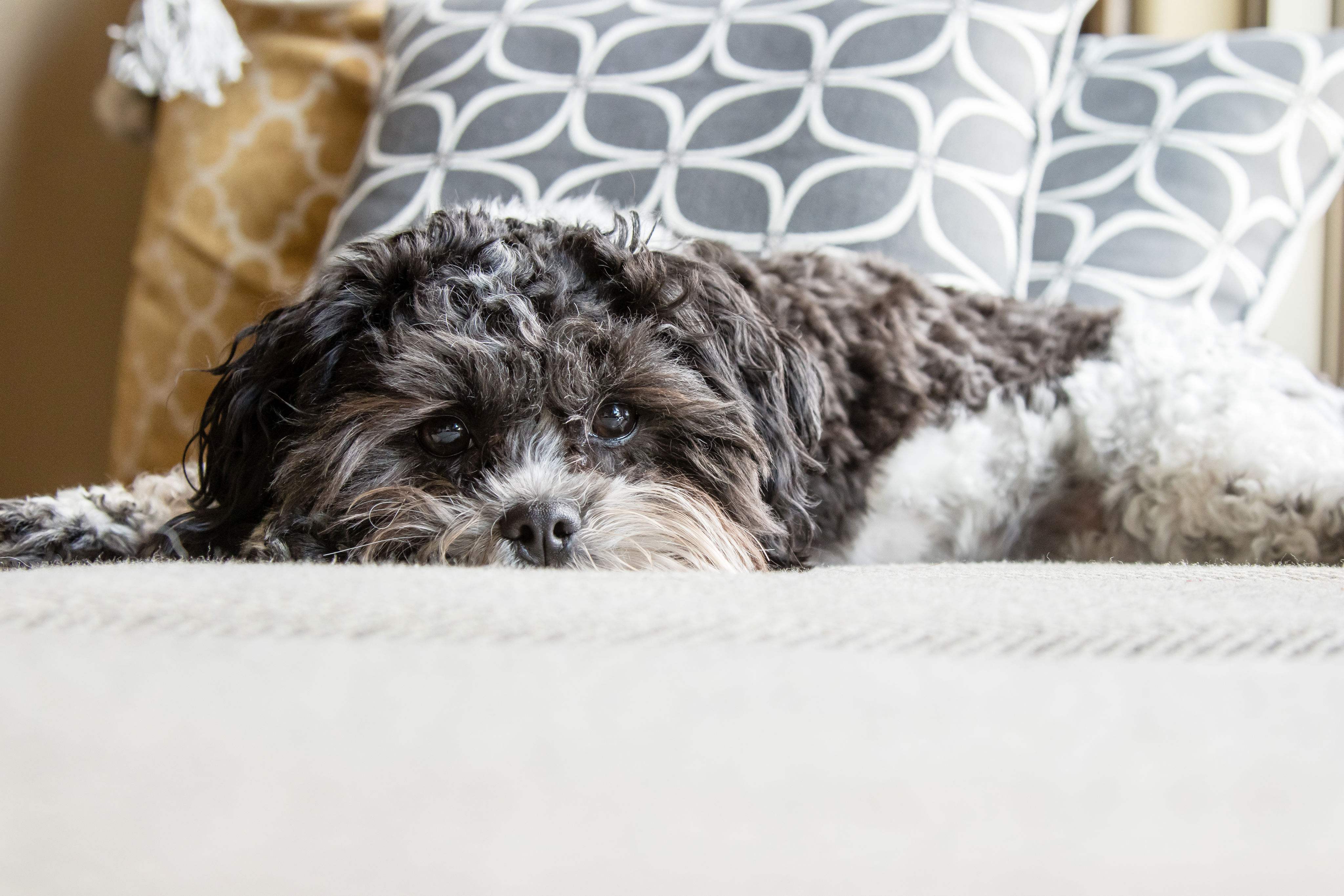 Bach flowers for dogs - an overview and tips - dogbible