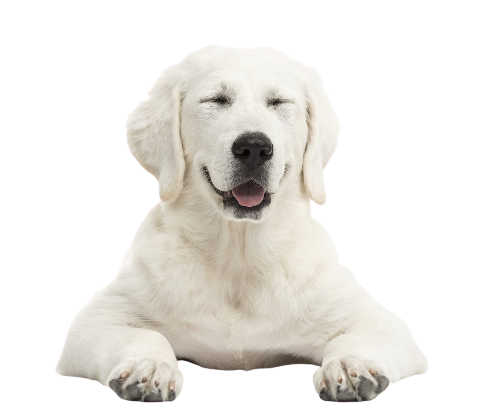 Tatra Shepherd Dog: Character & Ownership - Dog Breed Pictures - dogbible