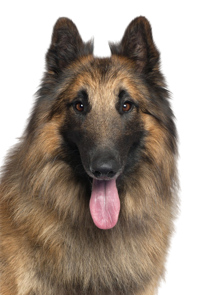 Tervueren: Character & Ownership - Dog Breed Pictures - dogbible