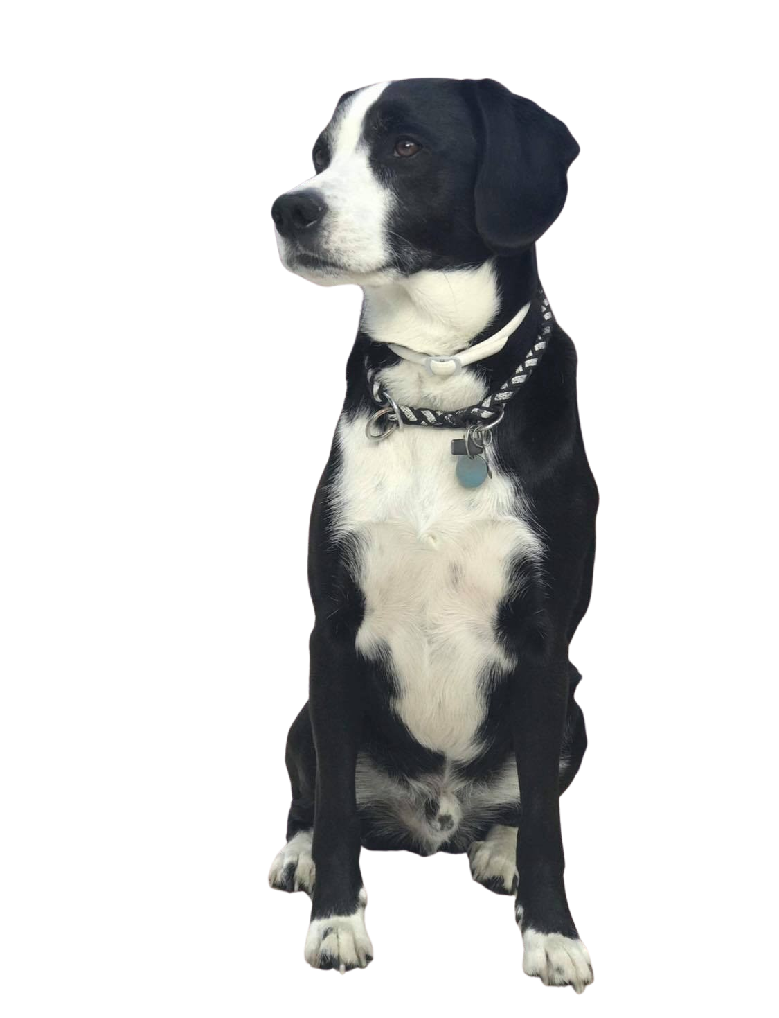 Tyrolean Bracke Collie Mix: Character & Ownership - Dog Breed Pictures ...