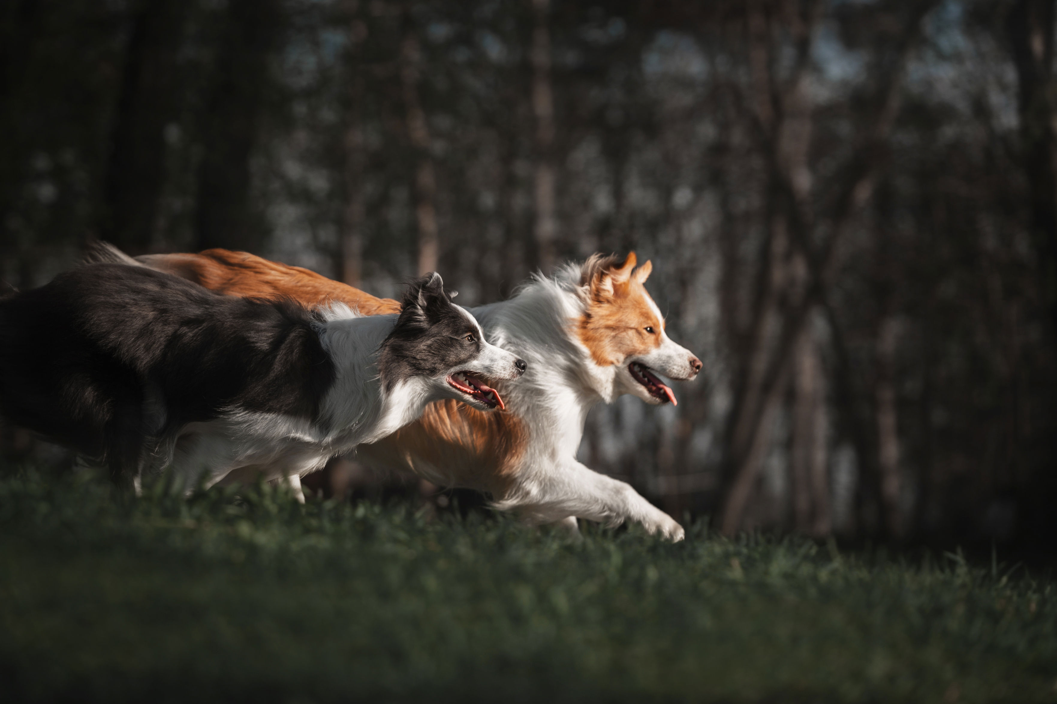 The fastest dog in the world - dogbible