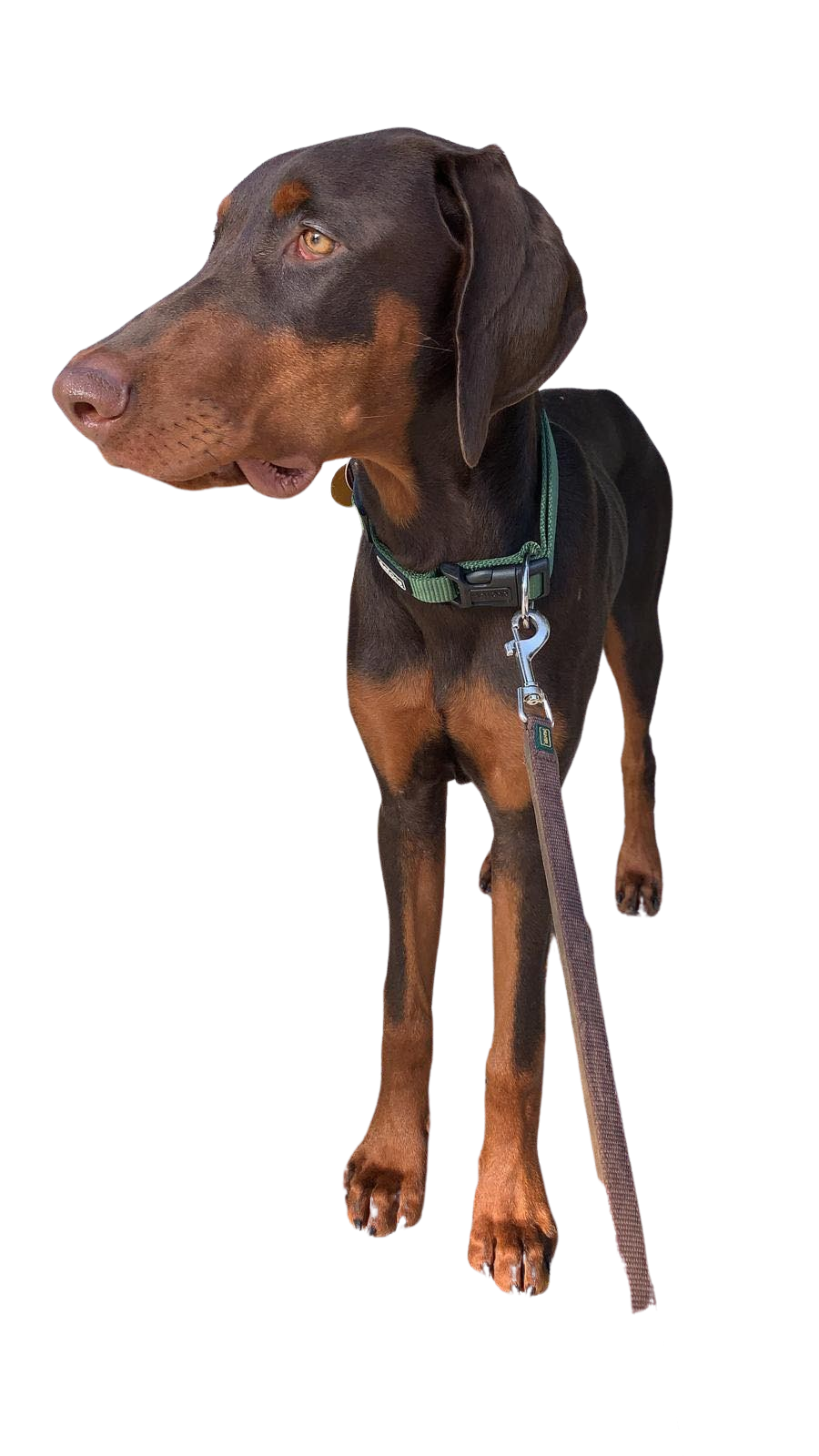 Vizslamann: Character & Ownership - Dog Breed Pictures - dogbible