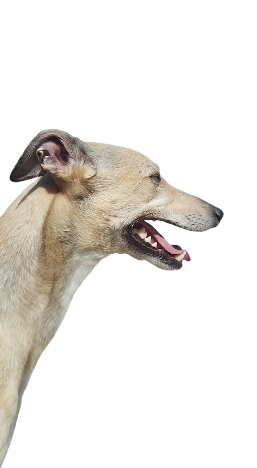 Whippig: Character & Ownership - Dog Breed Pictures - dogbible