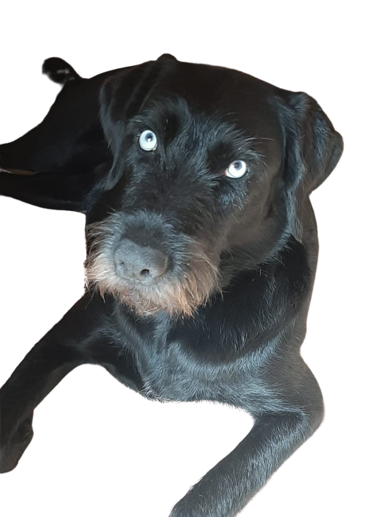 German Shorthaired Pointer Husky Mix