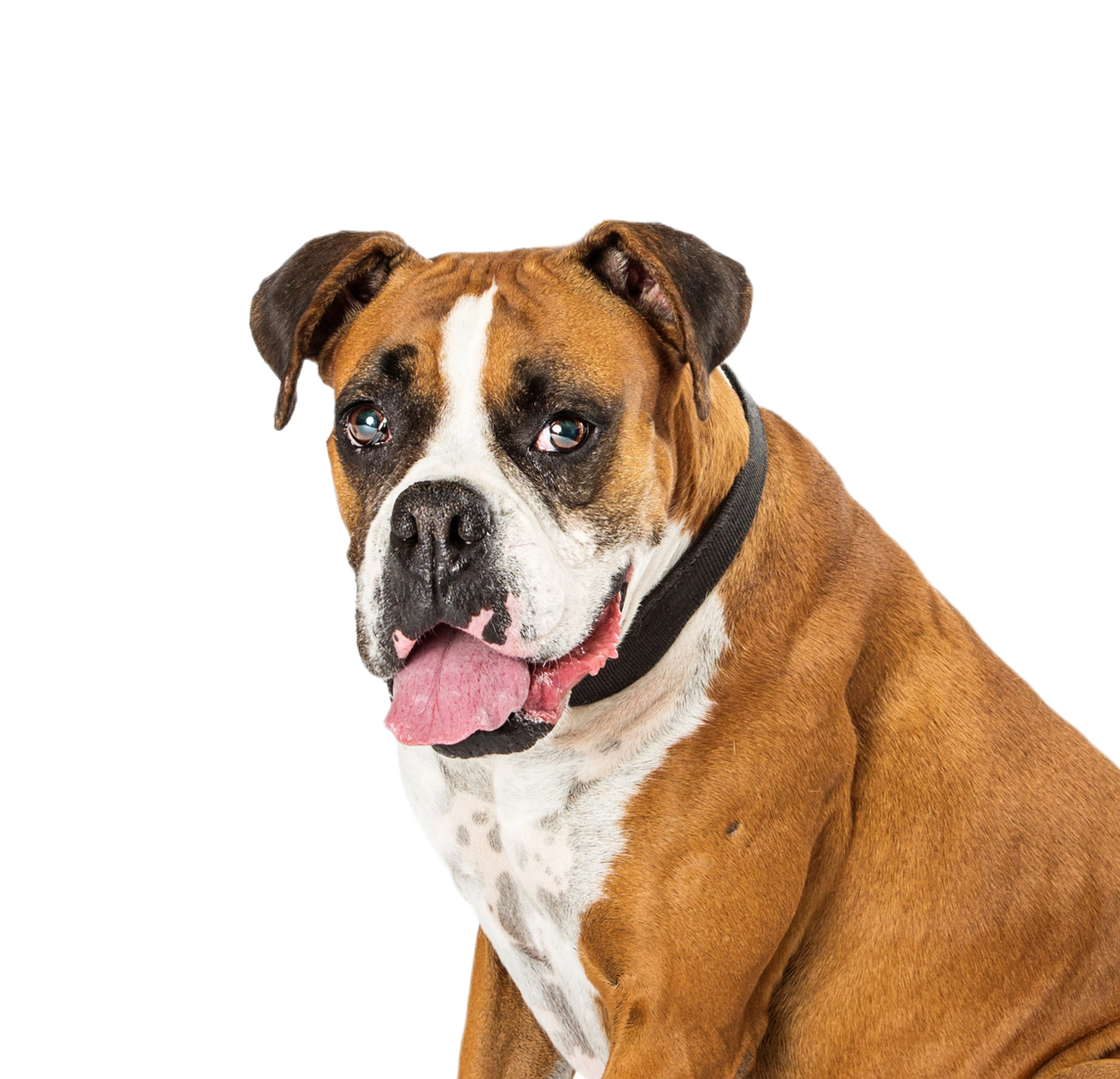 Bulloxer: Carácter y Actitud - Fotos de Razas de Perros - dogbible