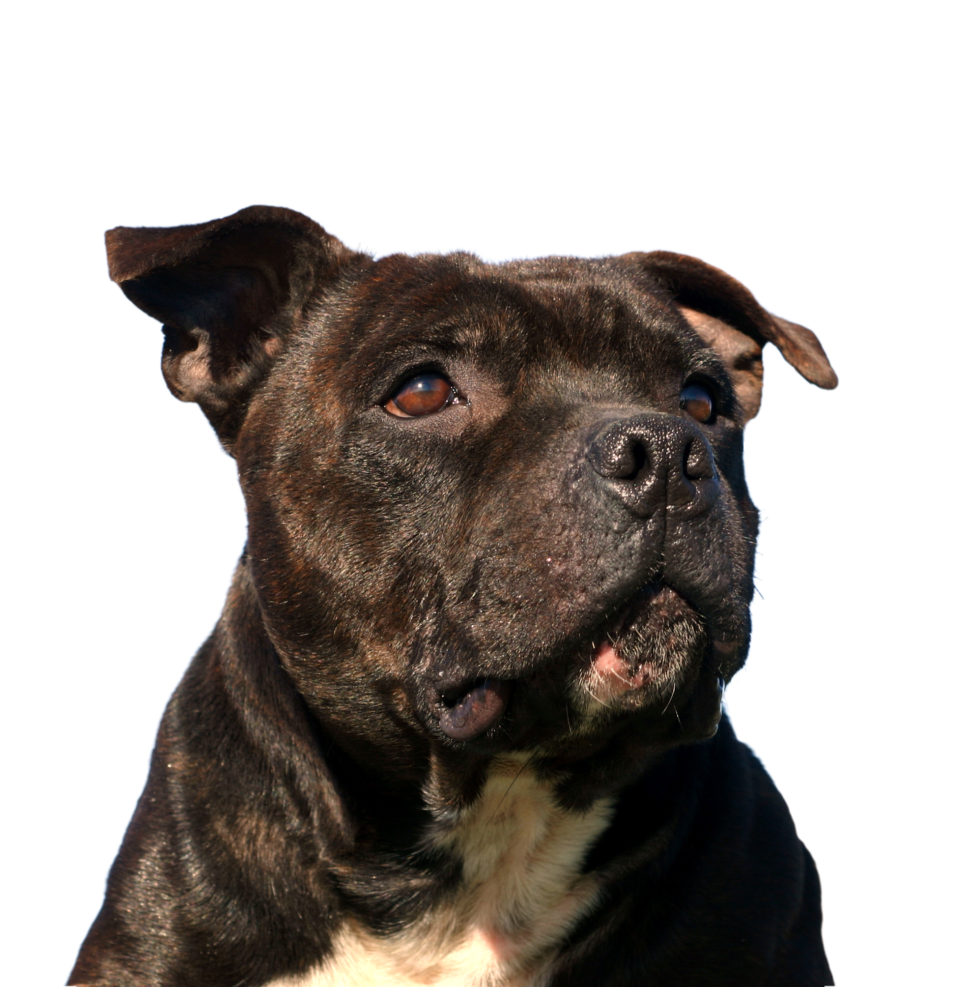 Staffordshire Bull Terrier: Carácter y Actitud - Fotos de Razas de ...