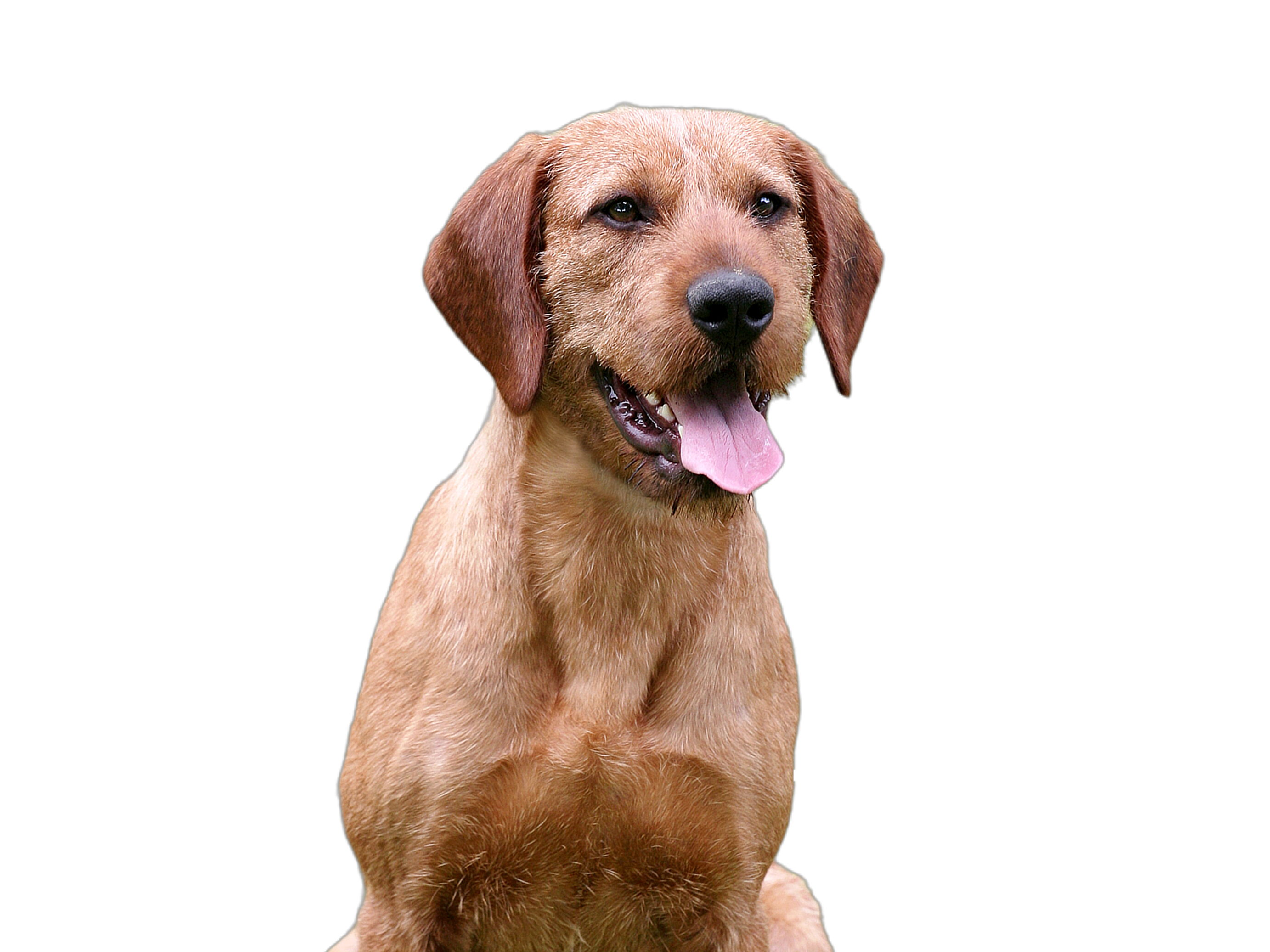 Sabueso de pelo duro de Estiria: Carácter y Actitud - Fotos de Razas de ...