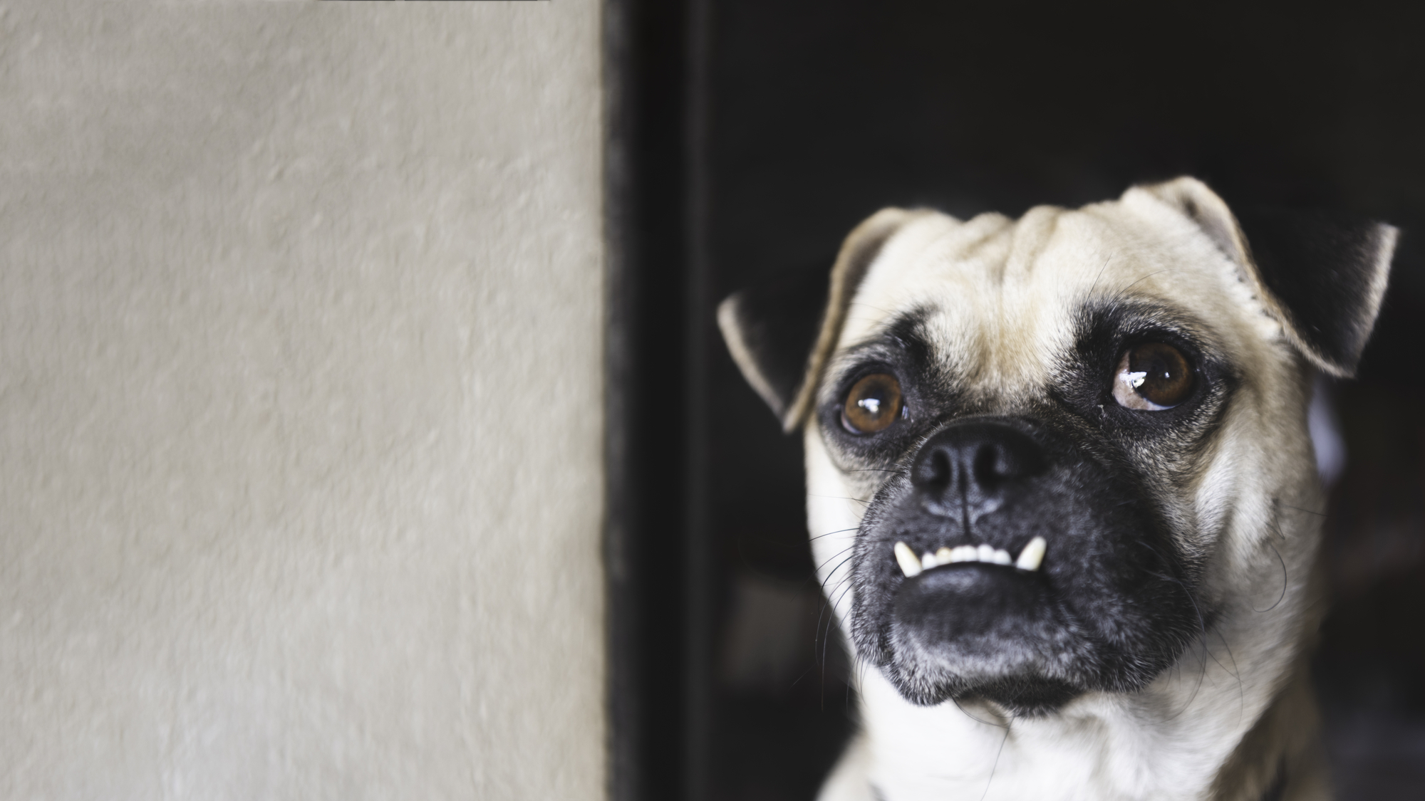 Perros con mordida prematura: Dientes de cachorro y frenillos en perros ...