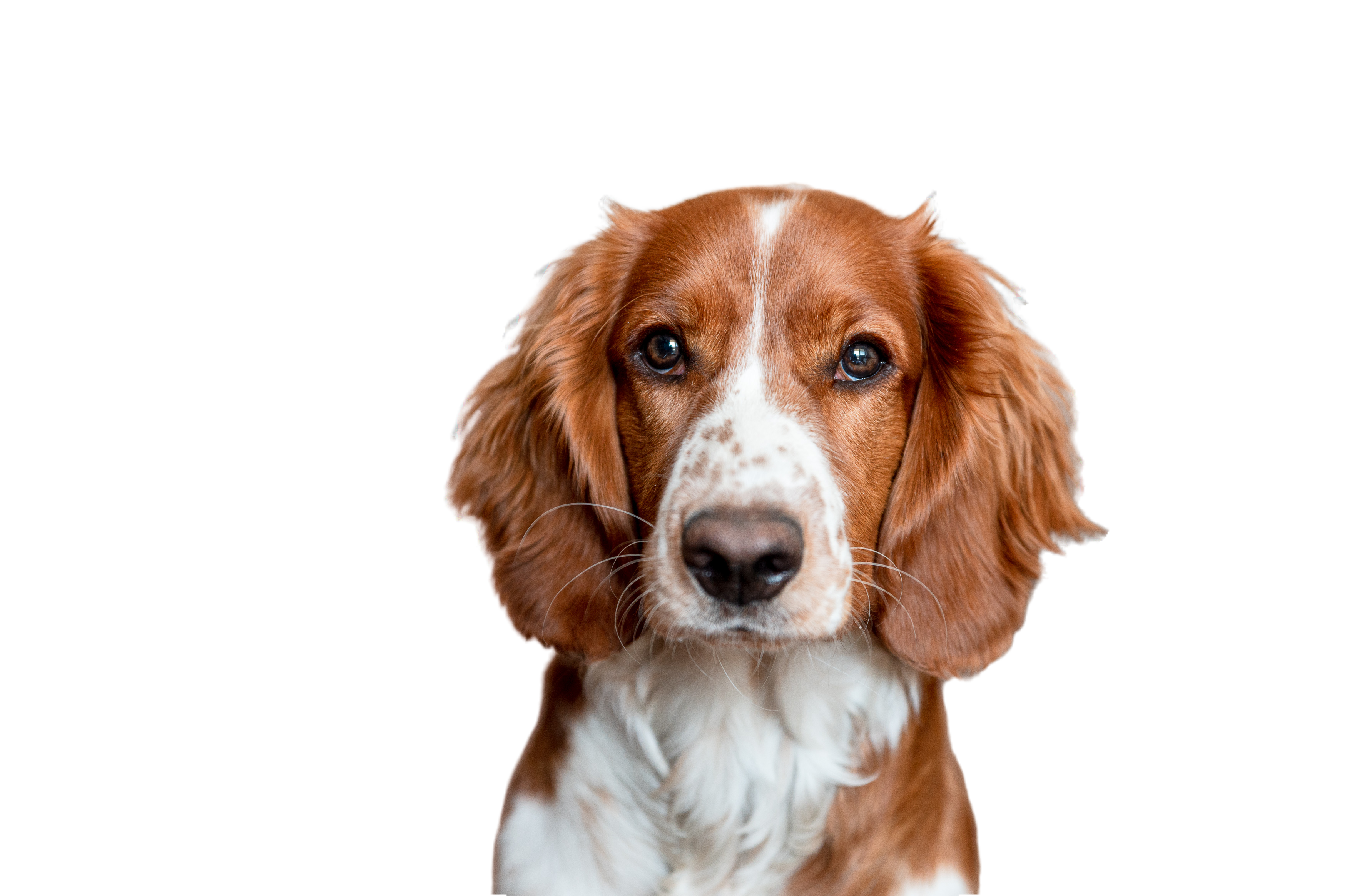 Springer Spaniel galés: Carácter y Actitud - Fotos de Razas de Perros ...