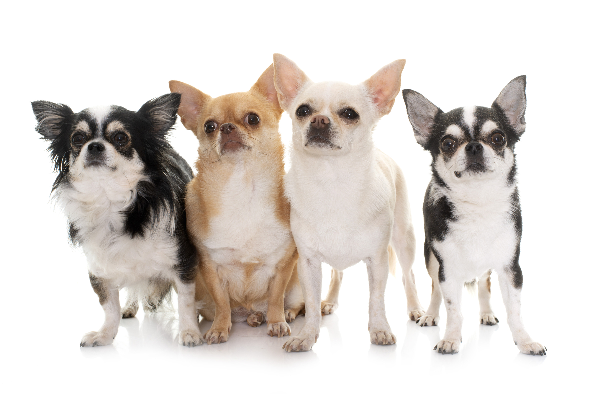 22 Chihuahua con fotos - Especies de chihuahua y simpáticos híbridos ...