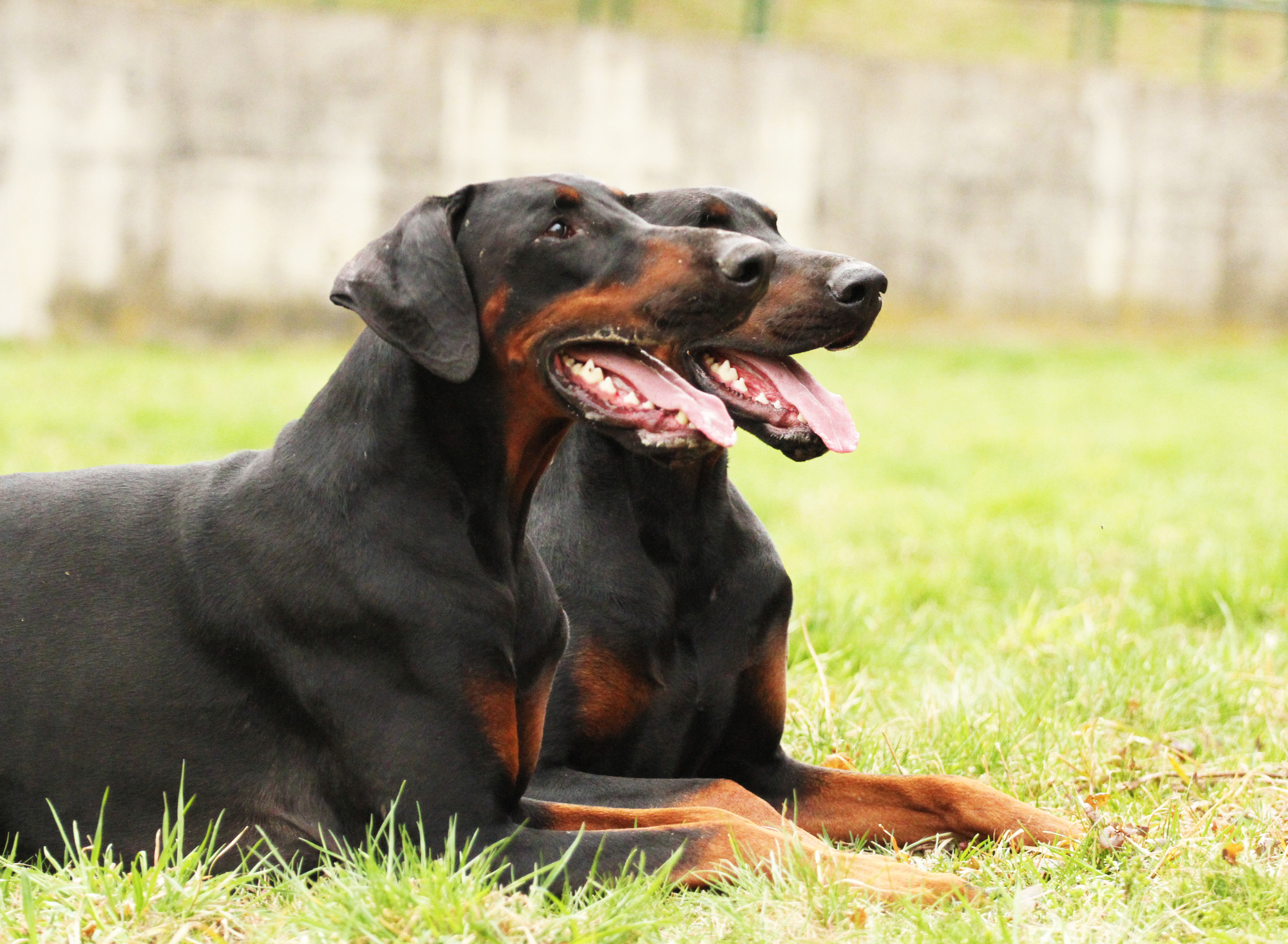 Perros con hocico largo - nuestros 18 favoritos - dogbible