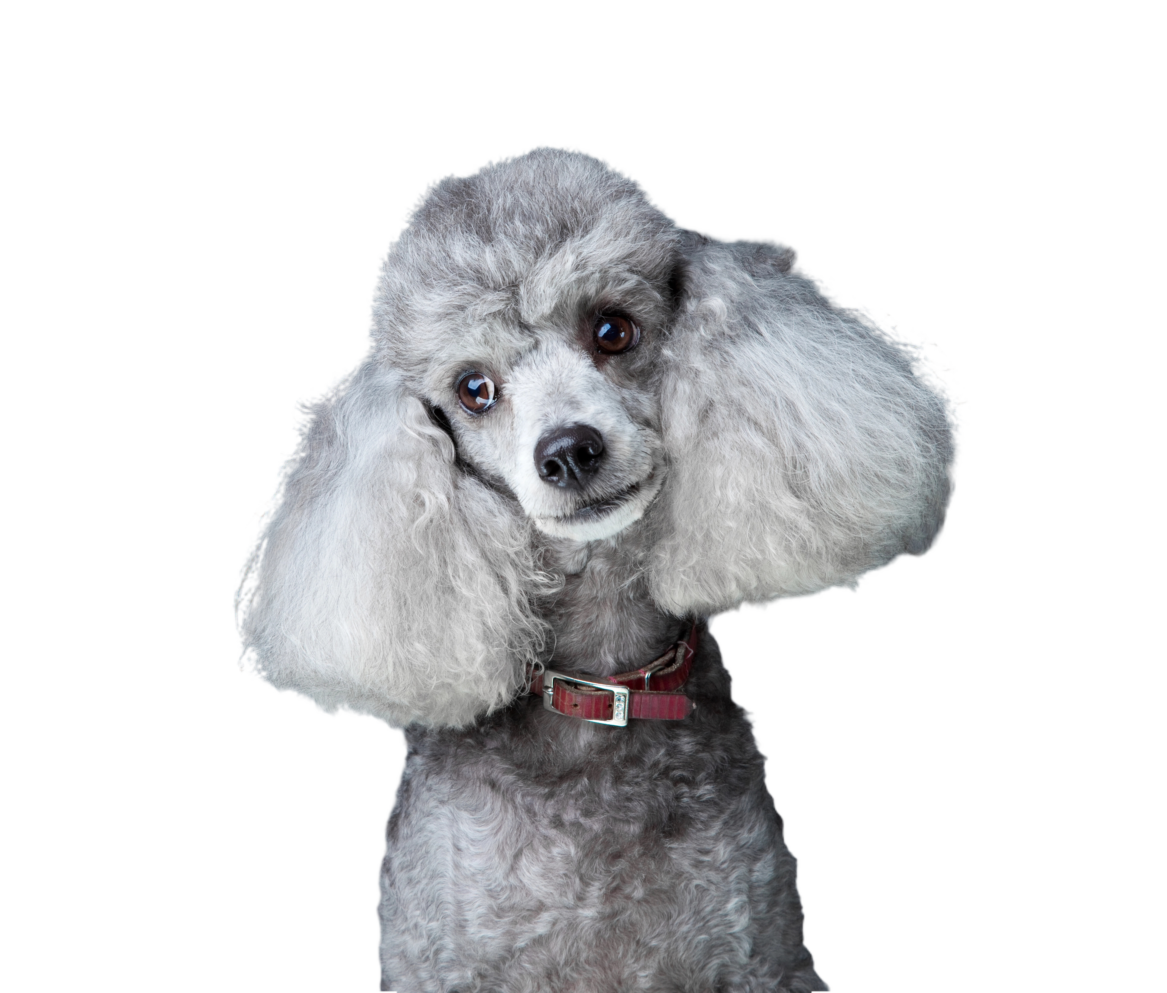 Caniche pequeño: Carácter y Actitud - Fotos de Razas de Perros - dogbible