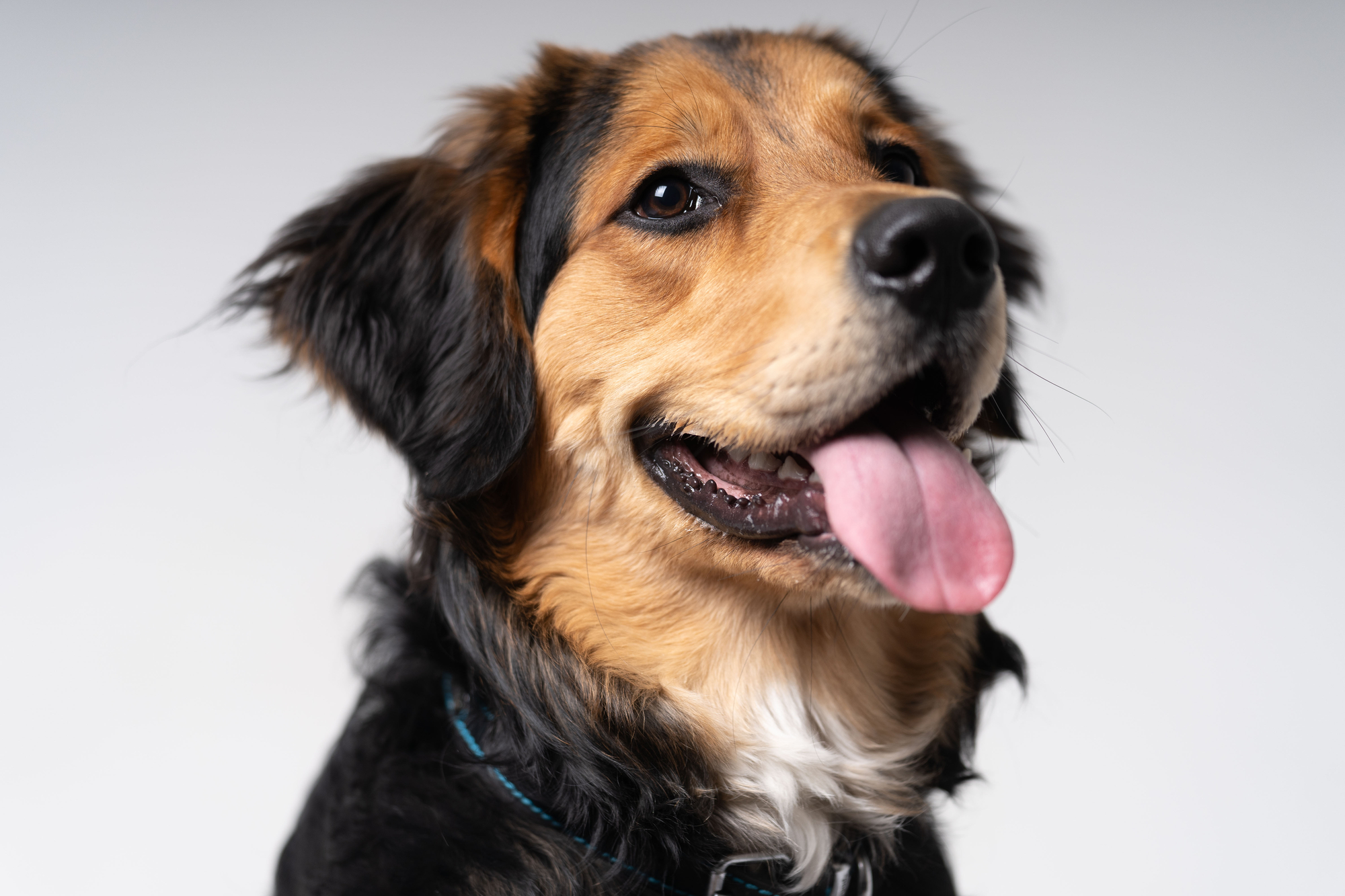 Perro con hongos en el oído: lo que debes saber - dogbible