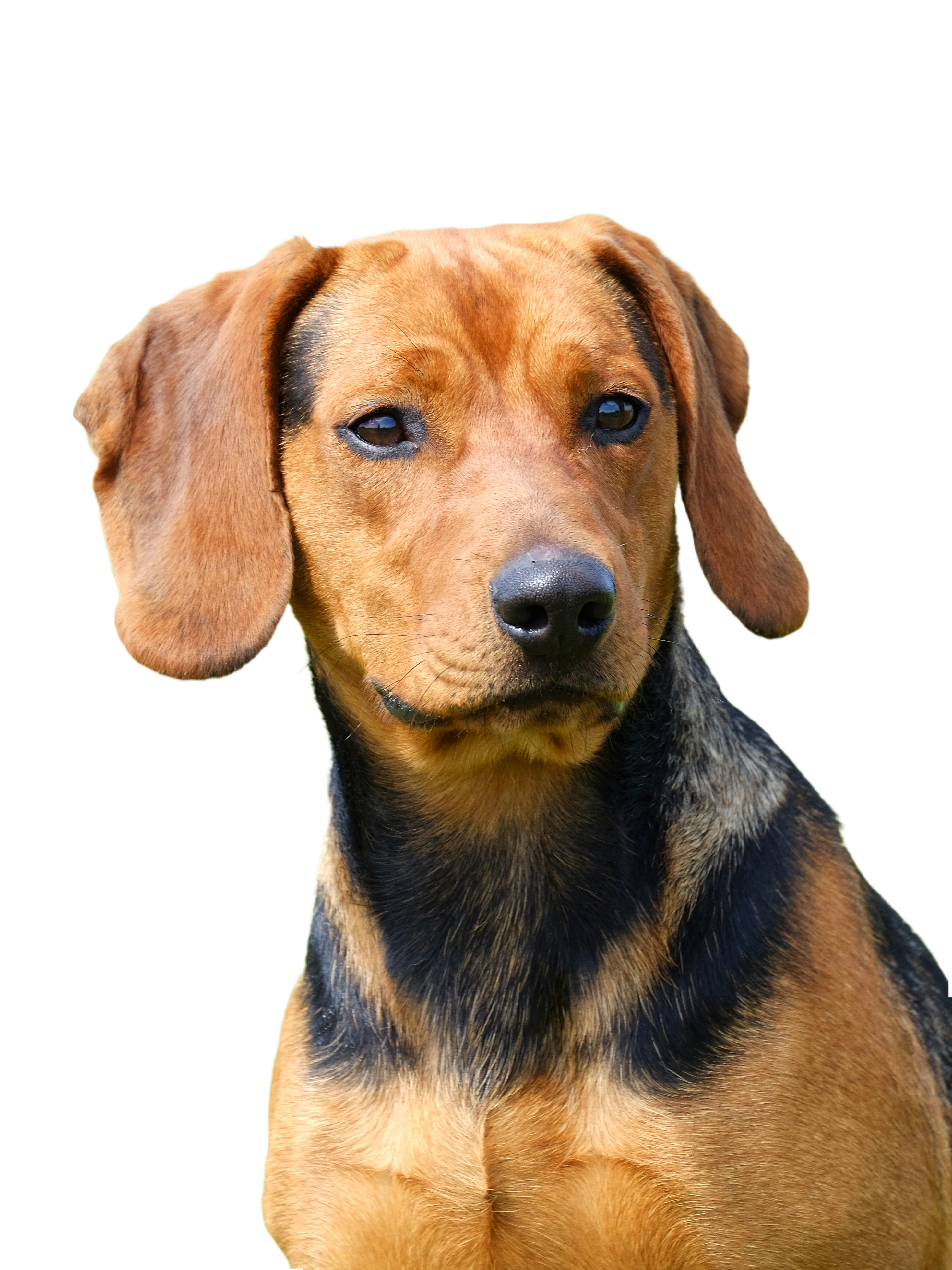 Sabueso serbio: Carácter y Actitud - Fotos de Razas de Perros - dogbible