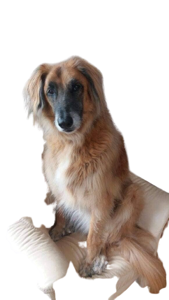 Perro pastor afgano: Carácter y Actitud - Fotos de Razas de Perros ...