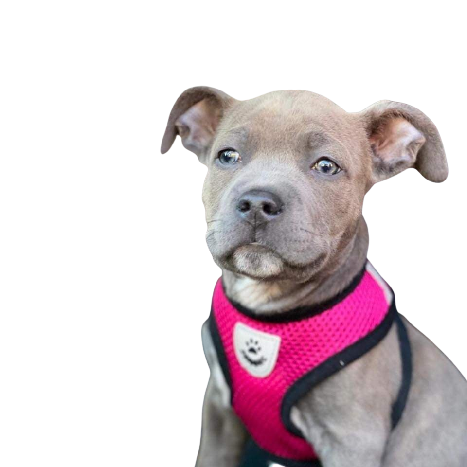 American Staffordshire Bully Terrier: Carácter y Actitud - Fotos de ...